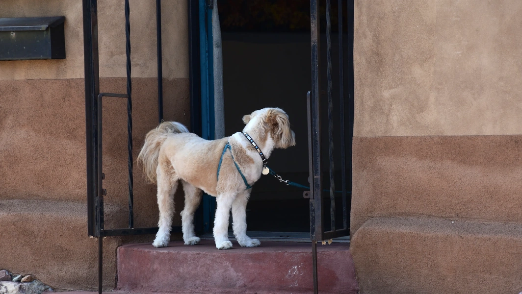 10 vet-approved strategies to prevent dog separation anxiety