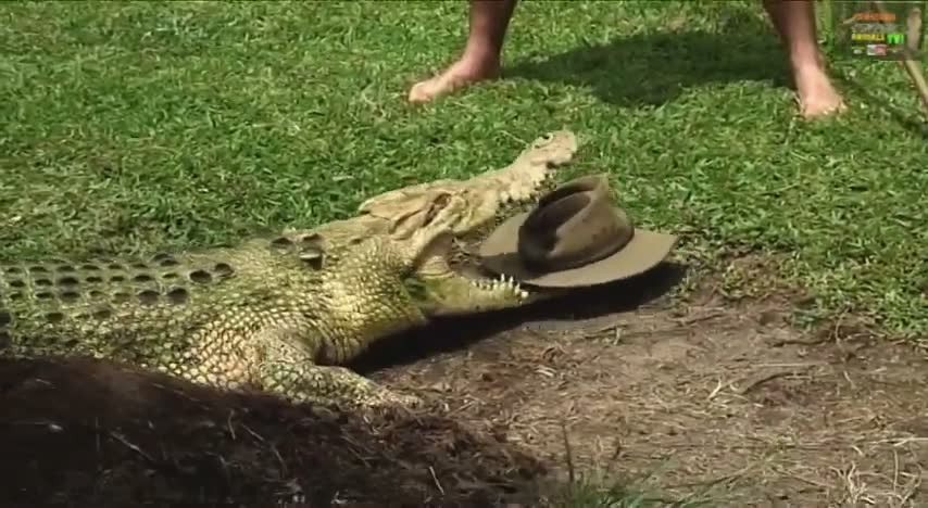 Best ever crocodile compilation | World's top 10 dangerous animals