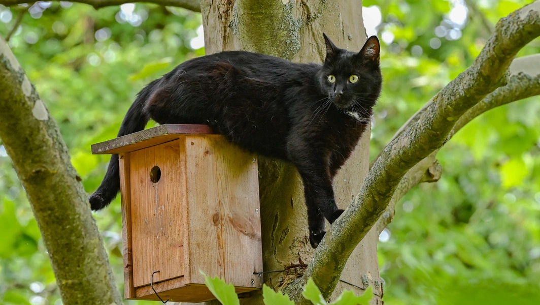 Experts outline strategies to enrich indoor cat life
