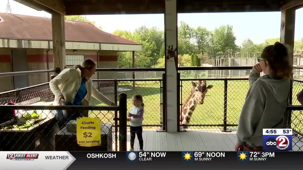 NEW Zoo celebrates World Giraffe Day Friday