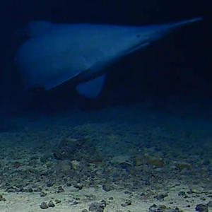 This prehistoric shark survived 125 million years, yet no one had ...