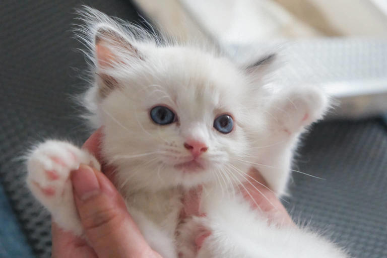How long can you leave your cat alone? Essential information for pet ...