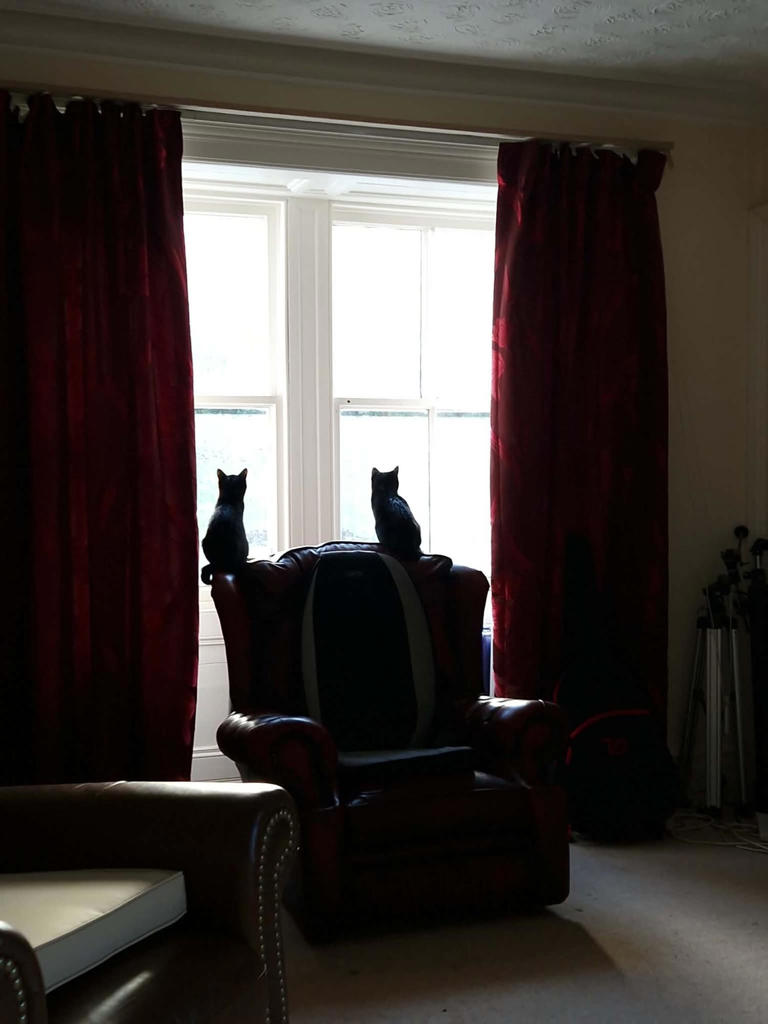 'They’re such little characters' - Two black kittens find loving new ...
