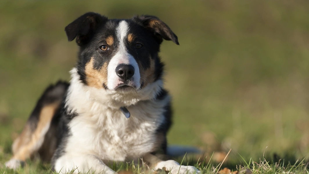 10 popular mid-size dog breeds in the US