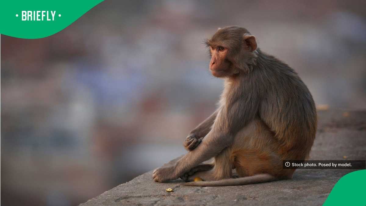 Video of monkeys drinking beer raises concerns over littering in ...