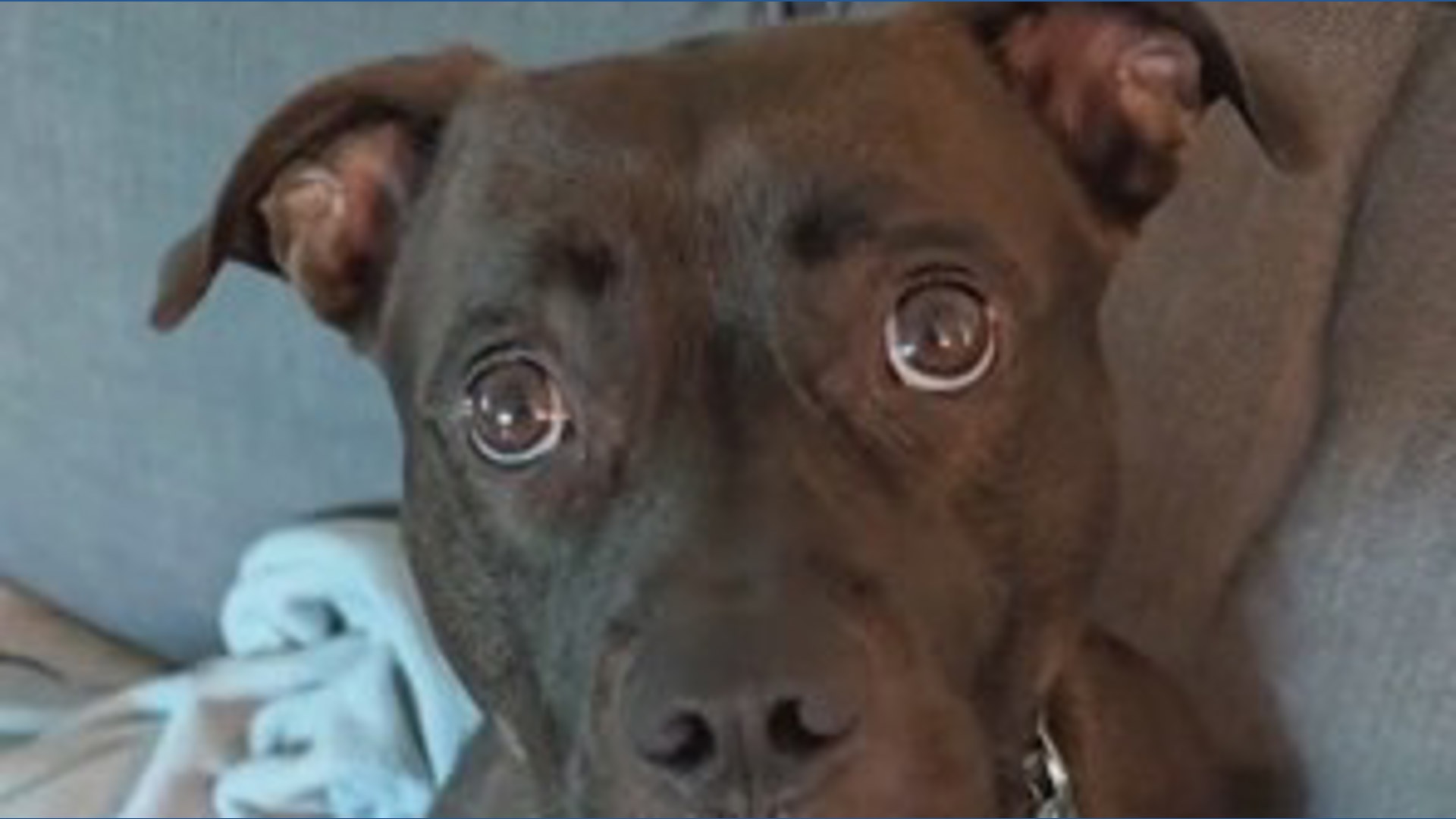 Pet for adoption: Meet Oatly!