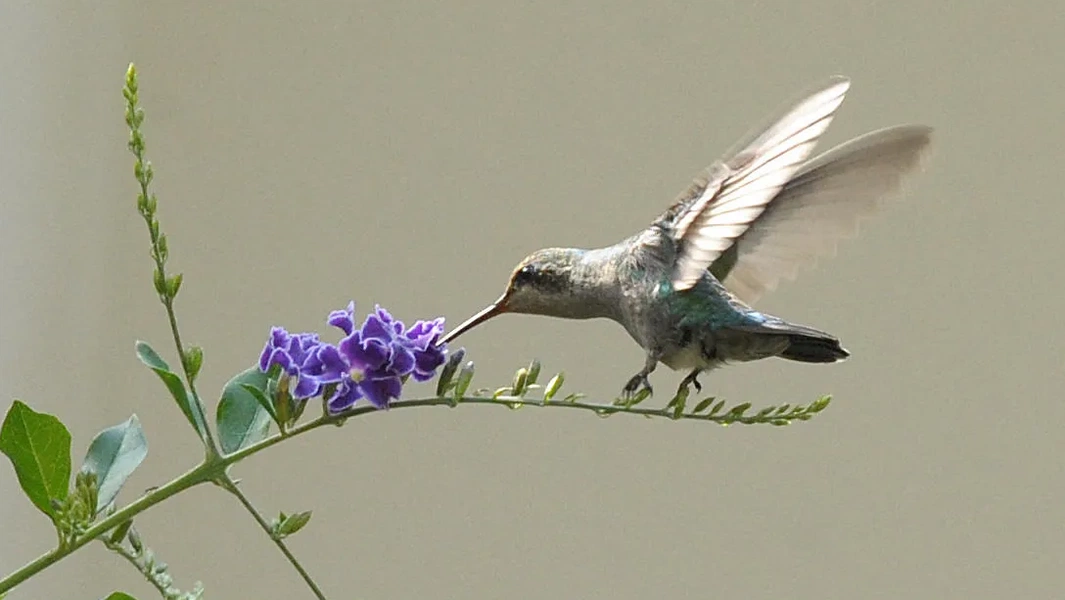 Exploring New Jersey's hummingbird garden