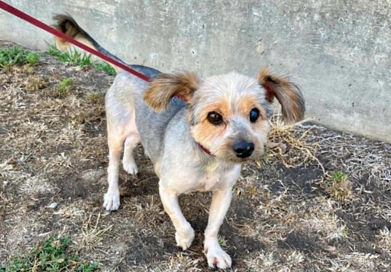 Matted dog living under car in 'unbearable heat' turns heads after his ...