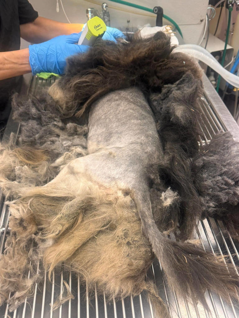Matted dog living under car in 'unbearable heat' turns heads after his ...