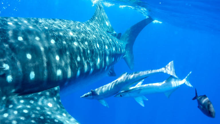 Offshore Florida’s Gulf Coast, scientists chase the world’s largest fish
