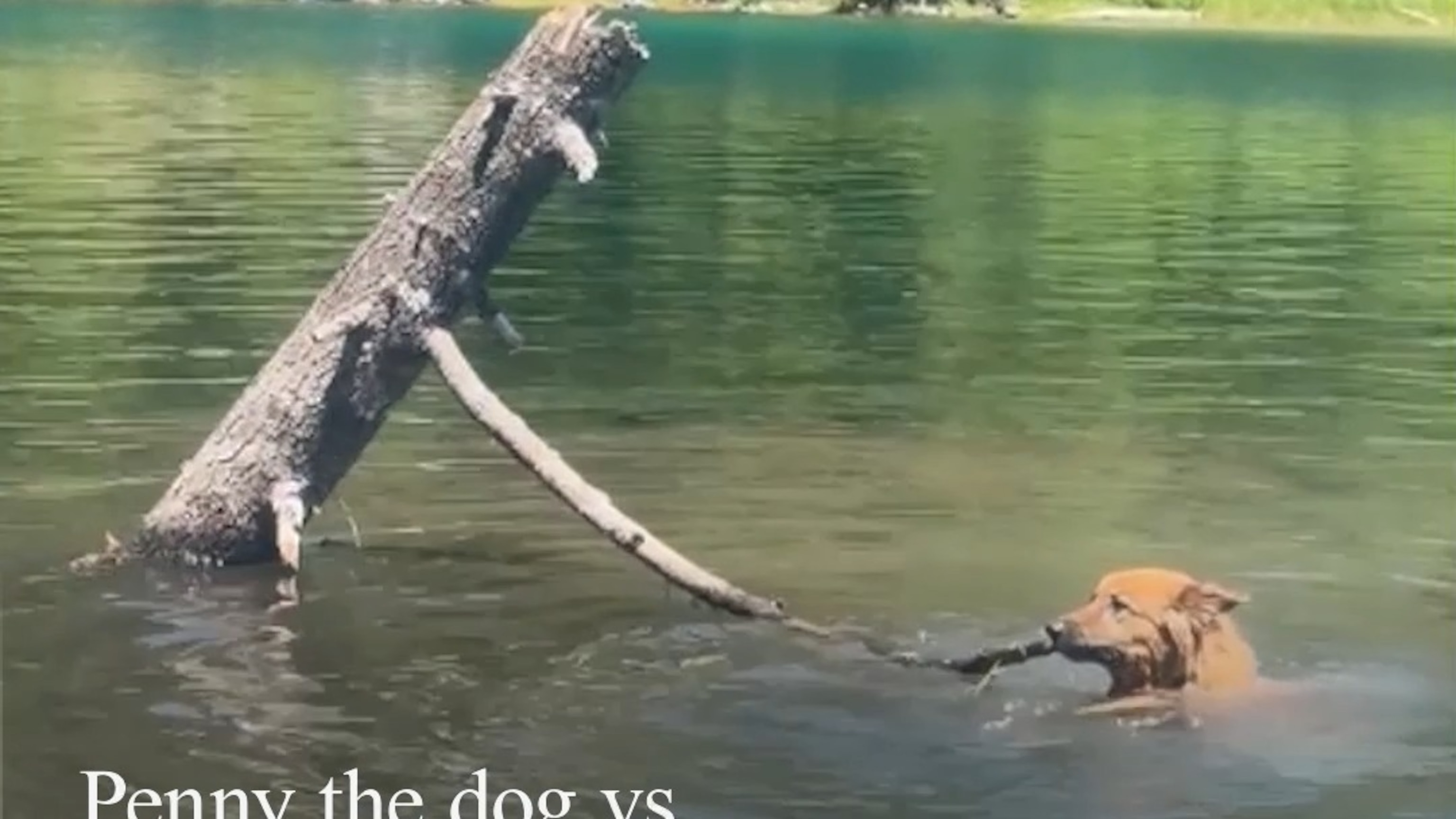 Dog finds the perfect stick