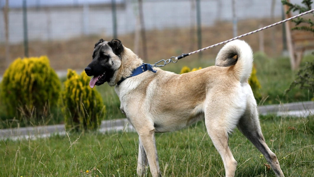 6 powerful dog breeds bred to protect against wolves
