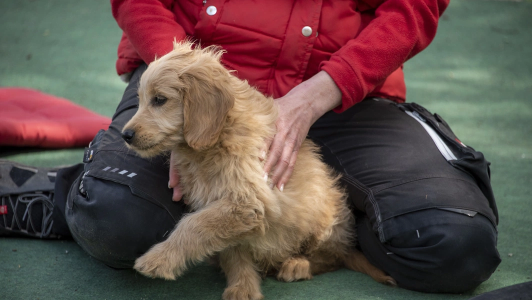 6 popular doodle dog breeds in 2026