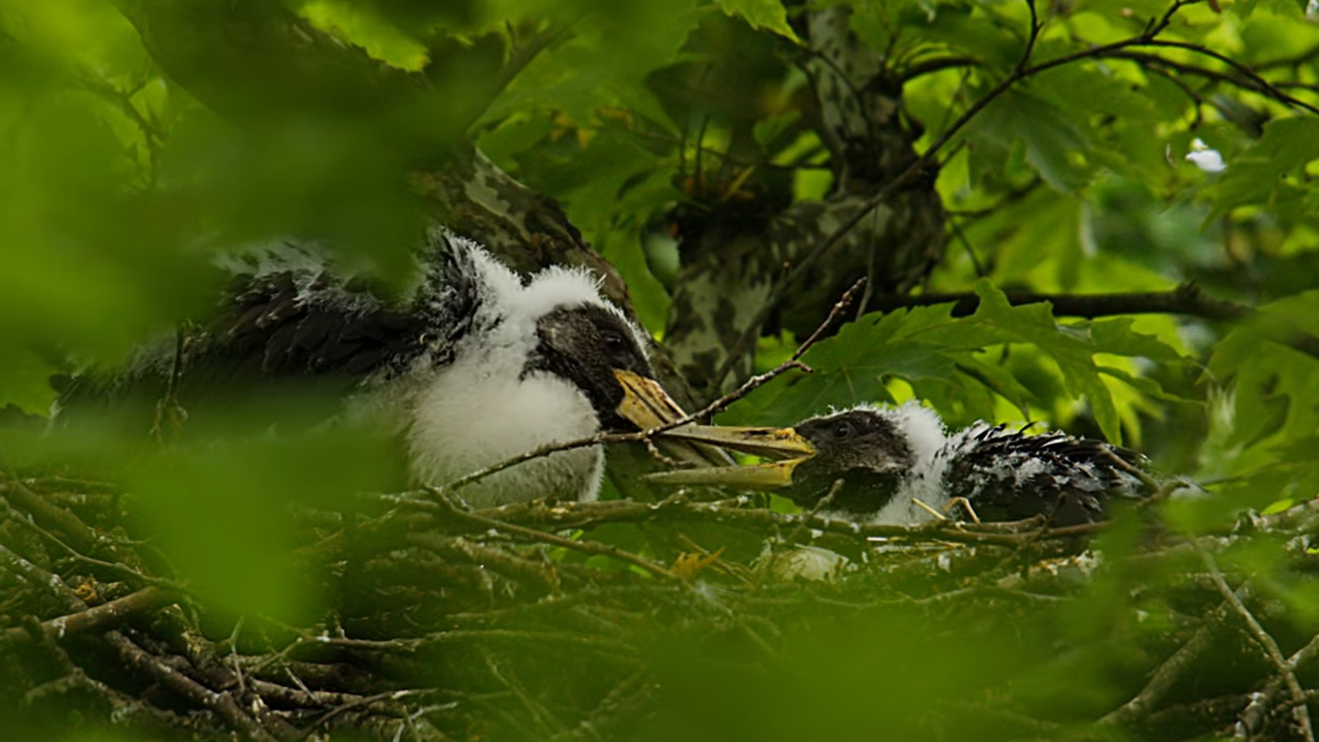A rare look at the life of wild black storks