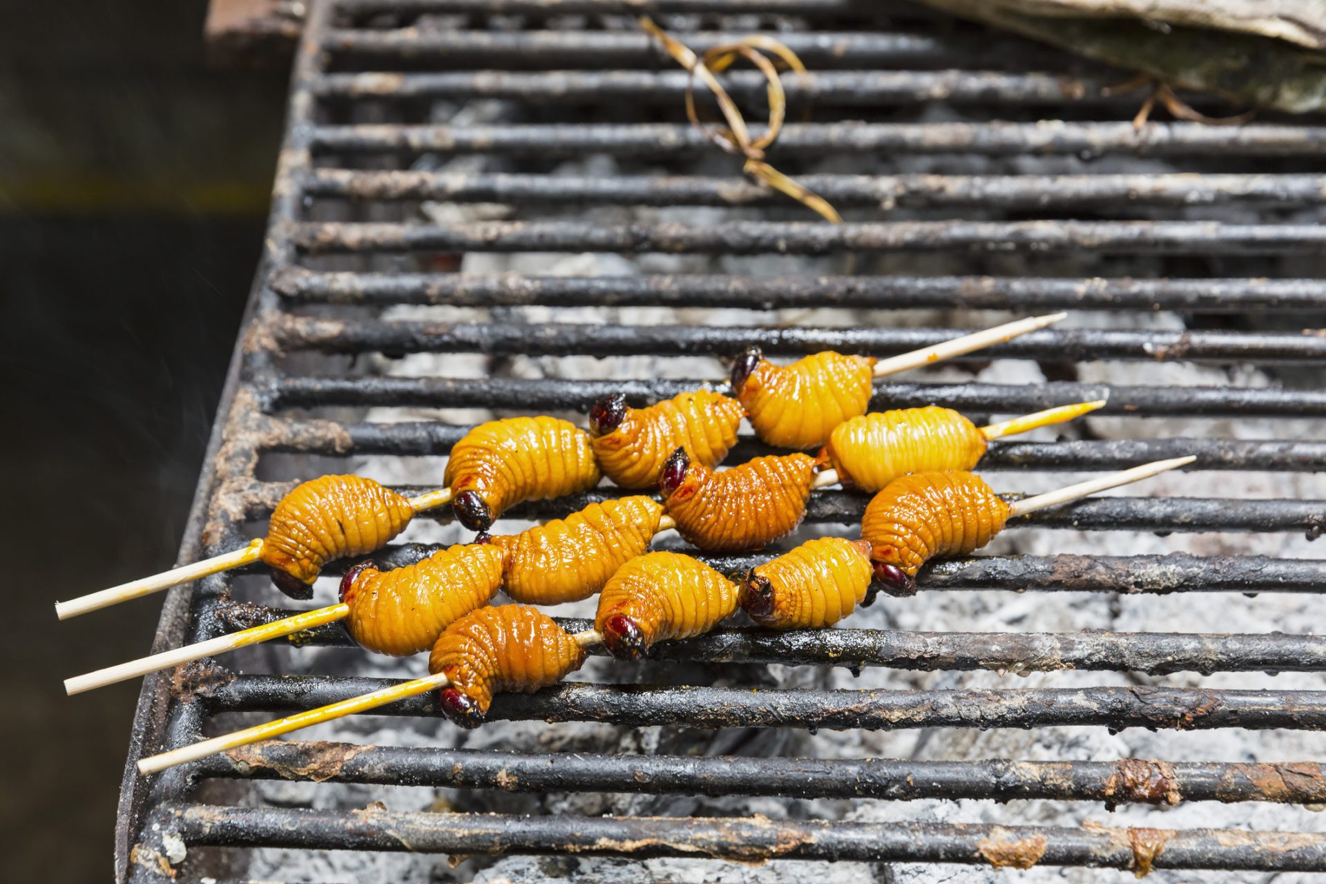 Could insects be the food of the future?