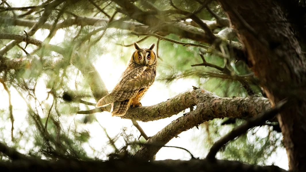 How to turn your yard into an owl haven