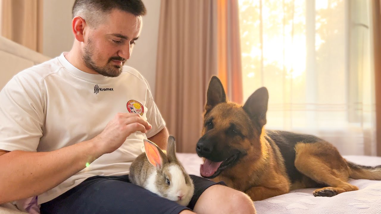 German shepherd meets a new bunny for the first time