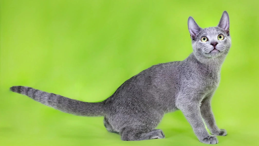 Russian blue cats: History, traits, and care