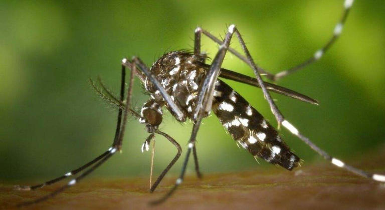 La solución de los sevillanos contra el mosquito del Nilo: tratamiento ...