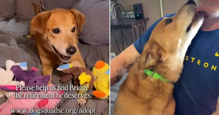 Senior foster dog isn't asking for much but just a toy & a forever home