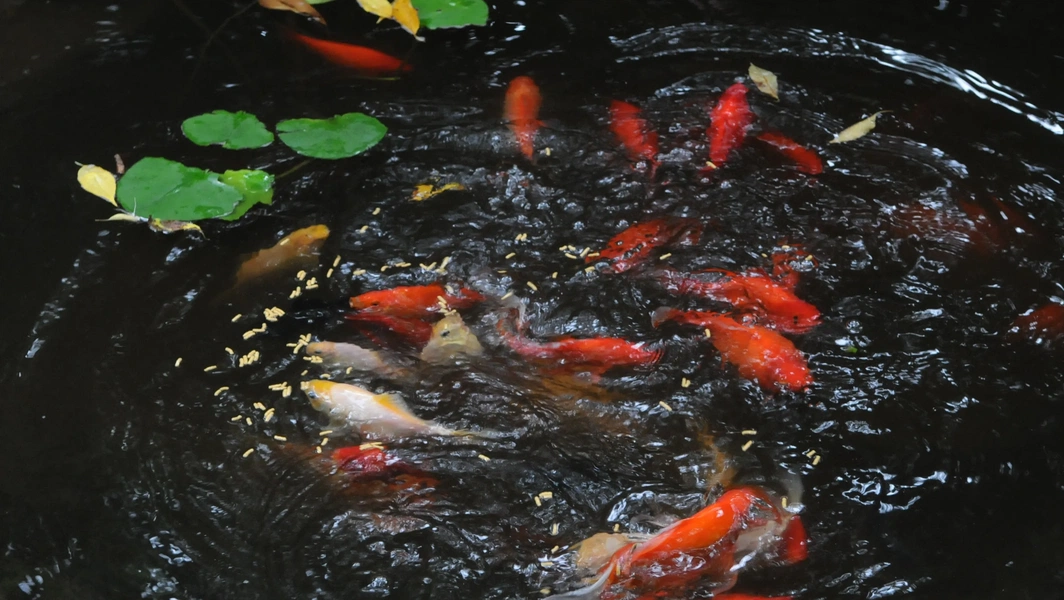How goldfish threaten freshwater ecosystems