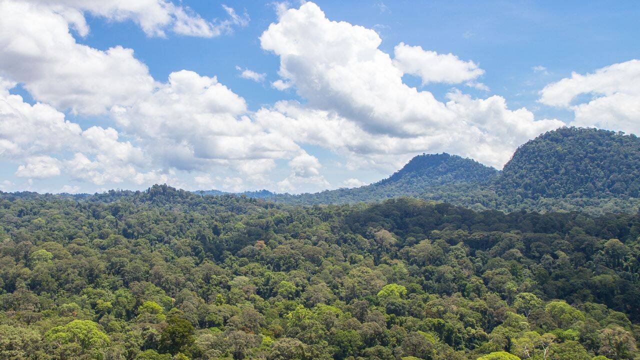 New ‘hyperparasite’ fungus has been found in Malaysia's Borneo ...