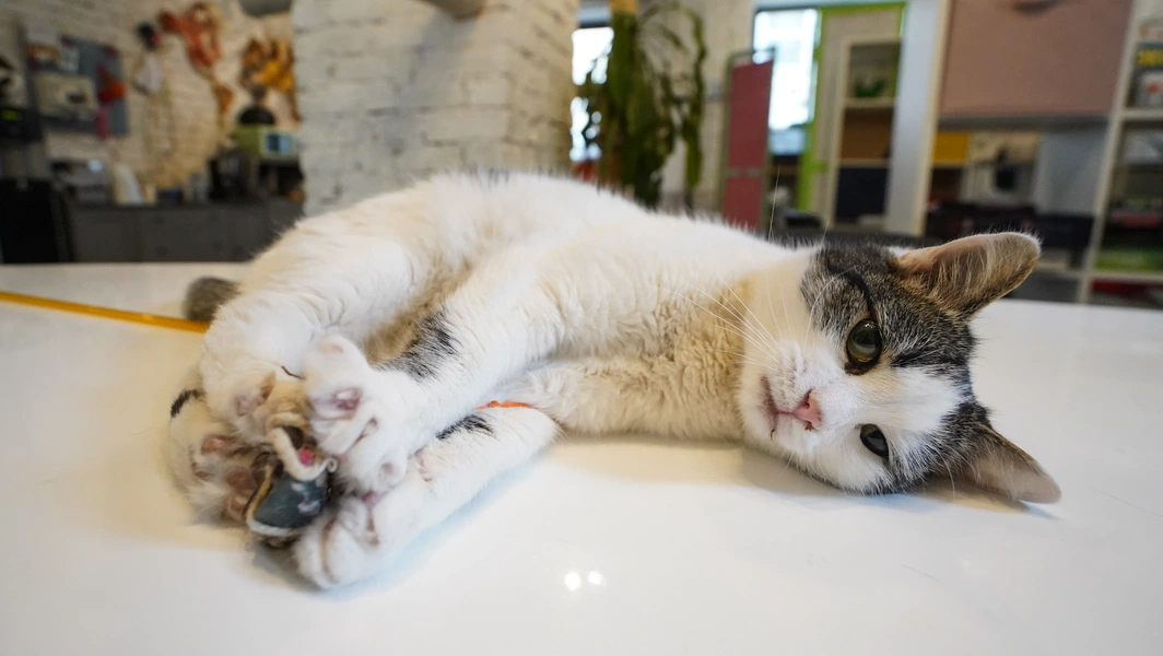 11 signs your cat feels safe and content