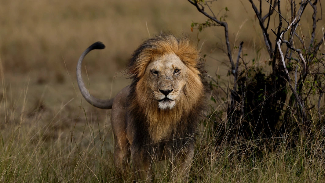 14 wild animals that make dangerous or difficult pets