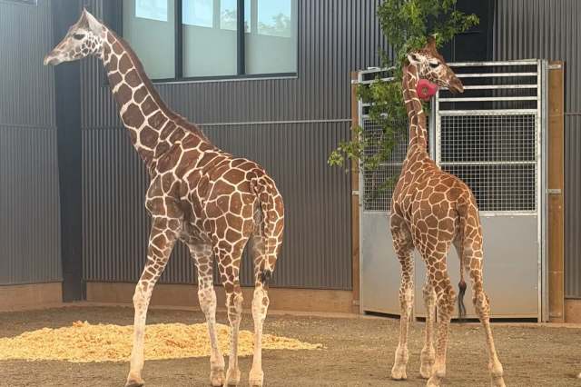 Two giraffe calves missing from Virginia zoo found safe after jailed ...