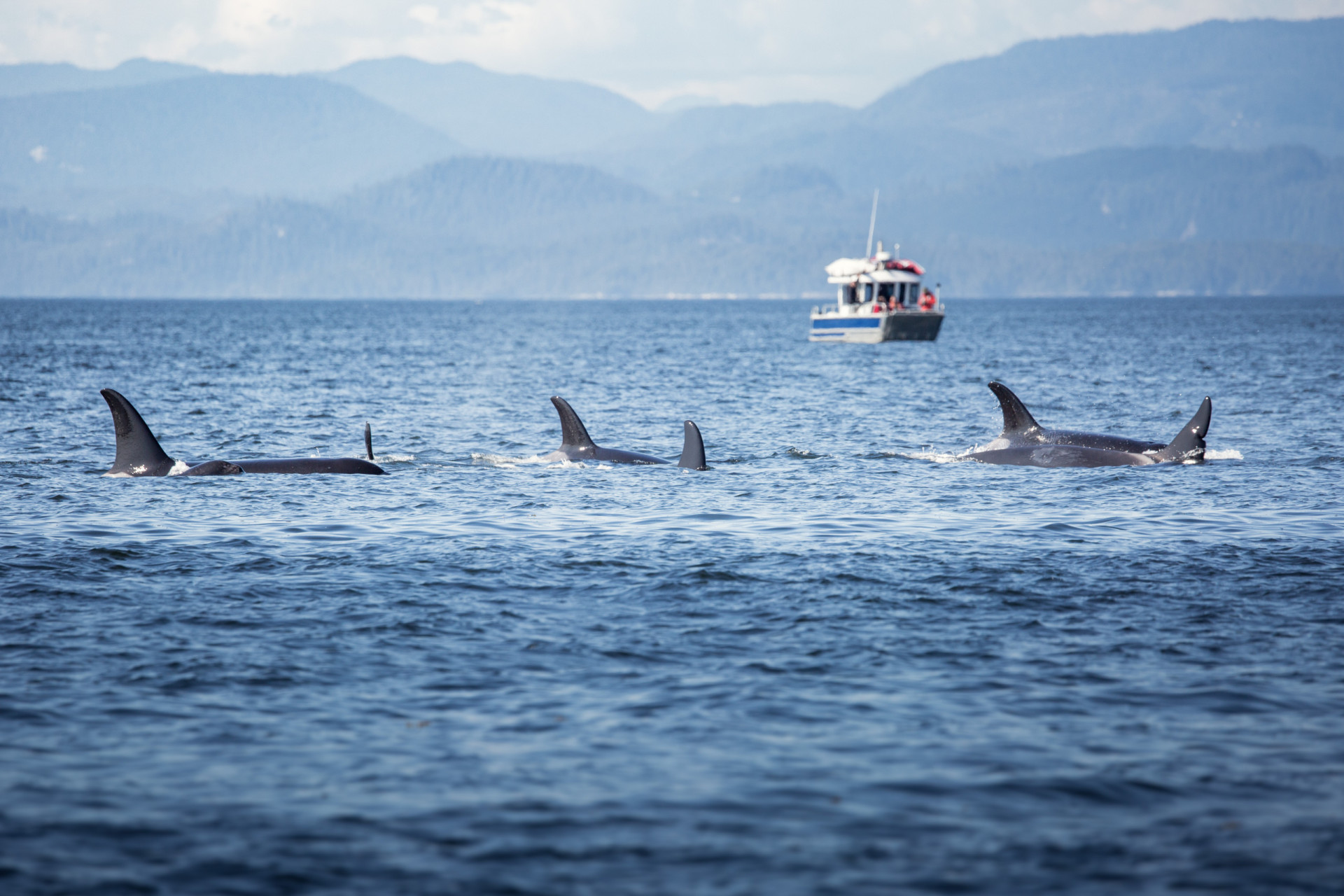 When yachts go down: Why orcas are evil geniuses
