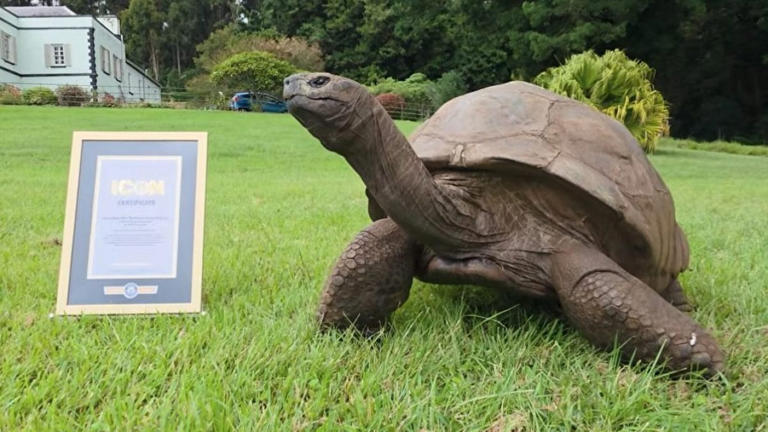 Jonathan, la tartaruga più anziana del mondo, a 184 anni diventa anche ...