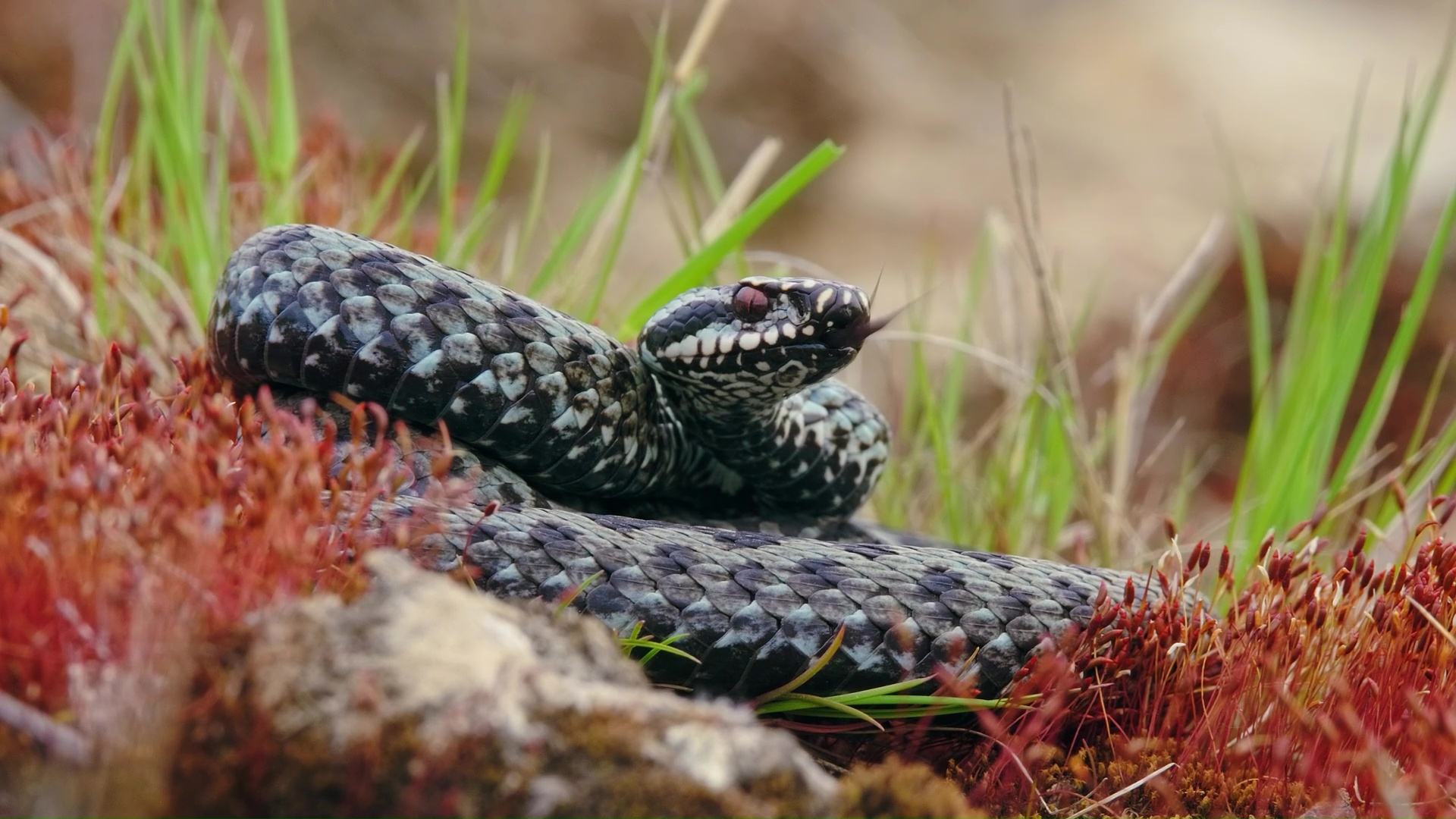 A snake stayed perfectly still on camera