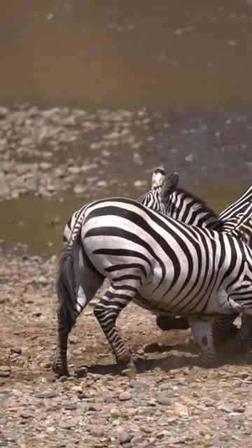 Master Wildlife Photography Capture Every Animal Like A Pro