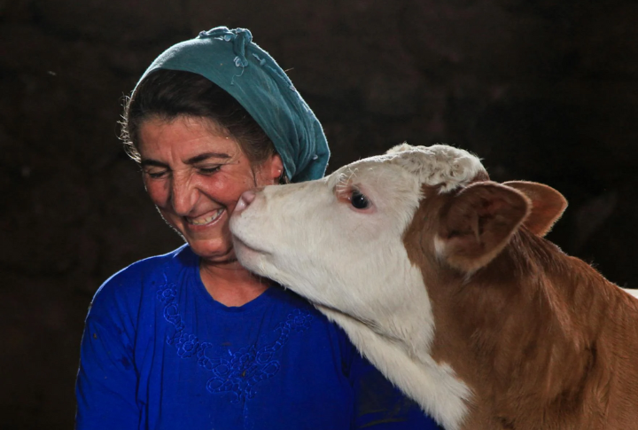 10 surprising perks of keeping a cow as a pet over a horse