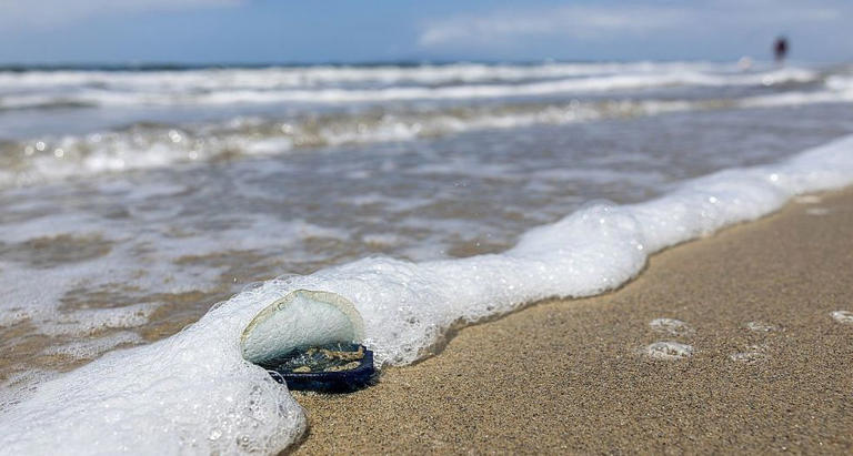 'Do not touch!' British beachgoers issued warning over 'beautiful' blue ...