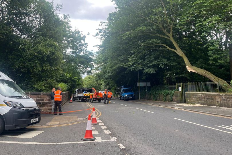 Drivers told to avoid area after 'large tree' falls