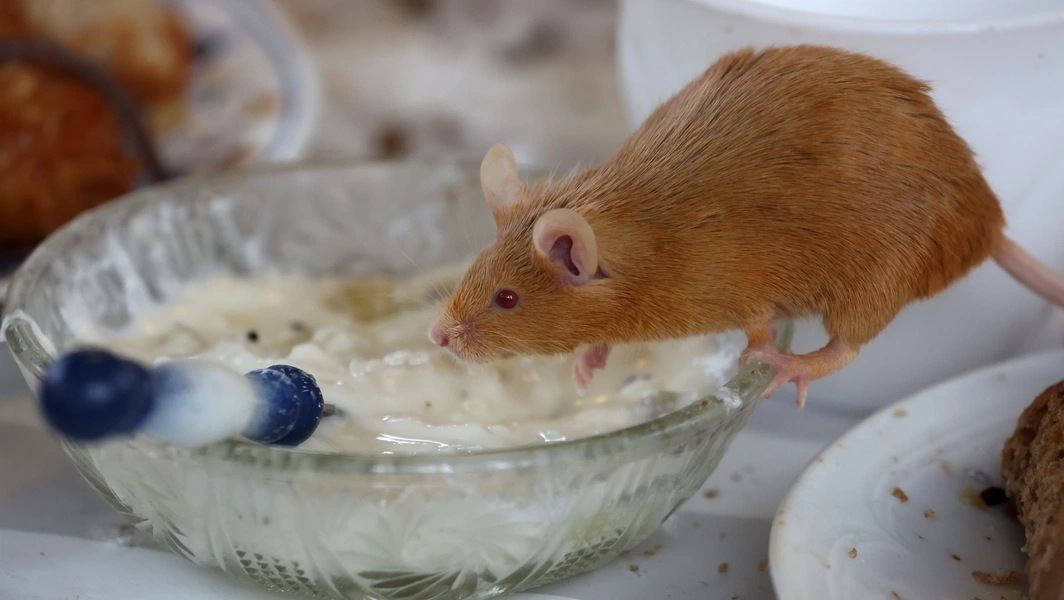 12 scents and foods that attract mice