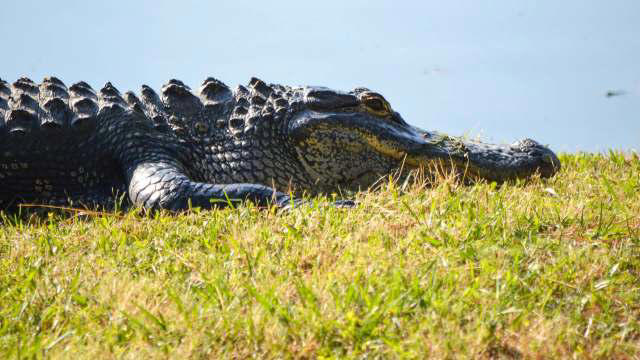 'Living amongst dinosaurs': Golfer cruises beside 10-foot gator with ...