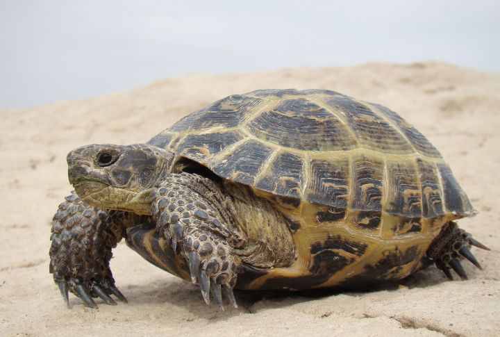 Land turtles that make excellent pets
