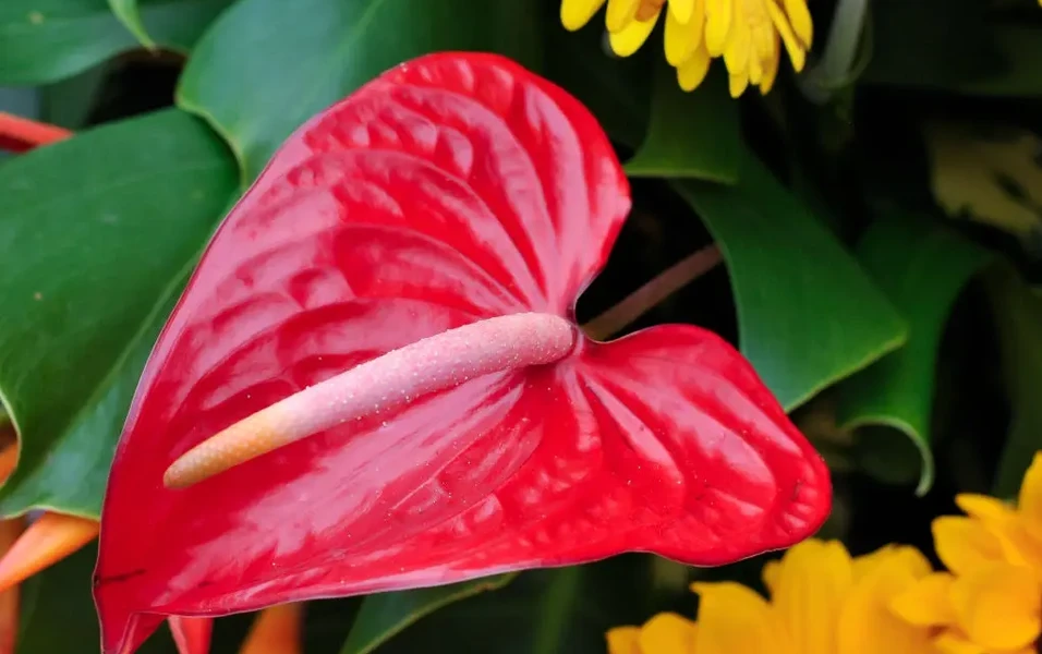 Anthurium care tips for lush blooms year-round