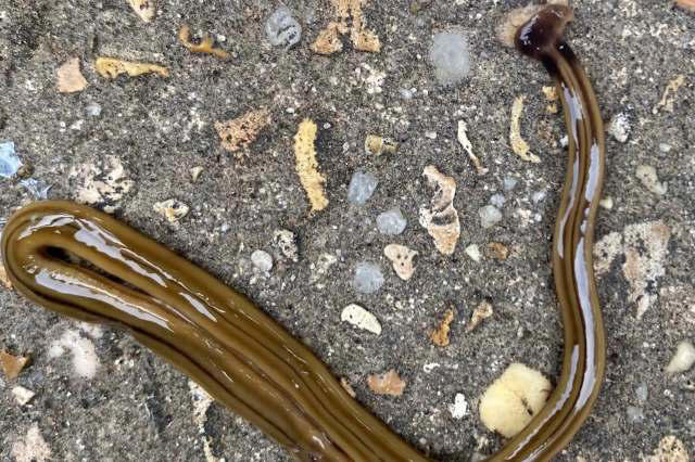 Mississippi warns of invasive hammerhead worm: Do not touch it, and do ...
