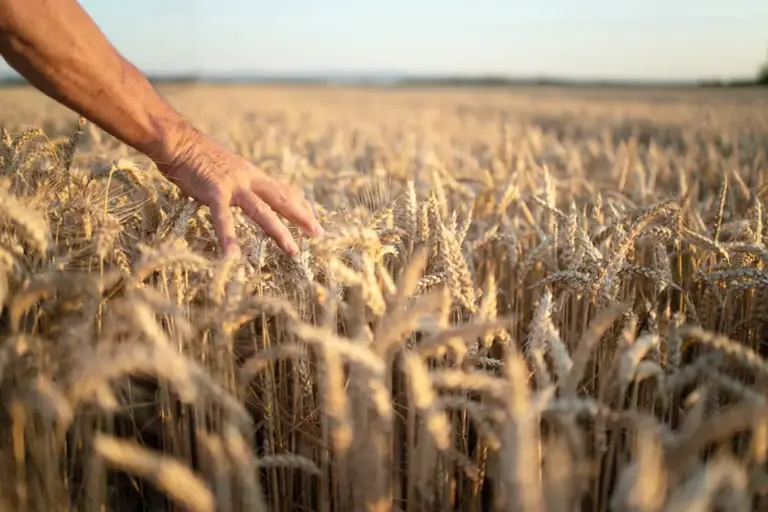I migliori panifici d’Italia non fanno solo pane