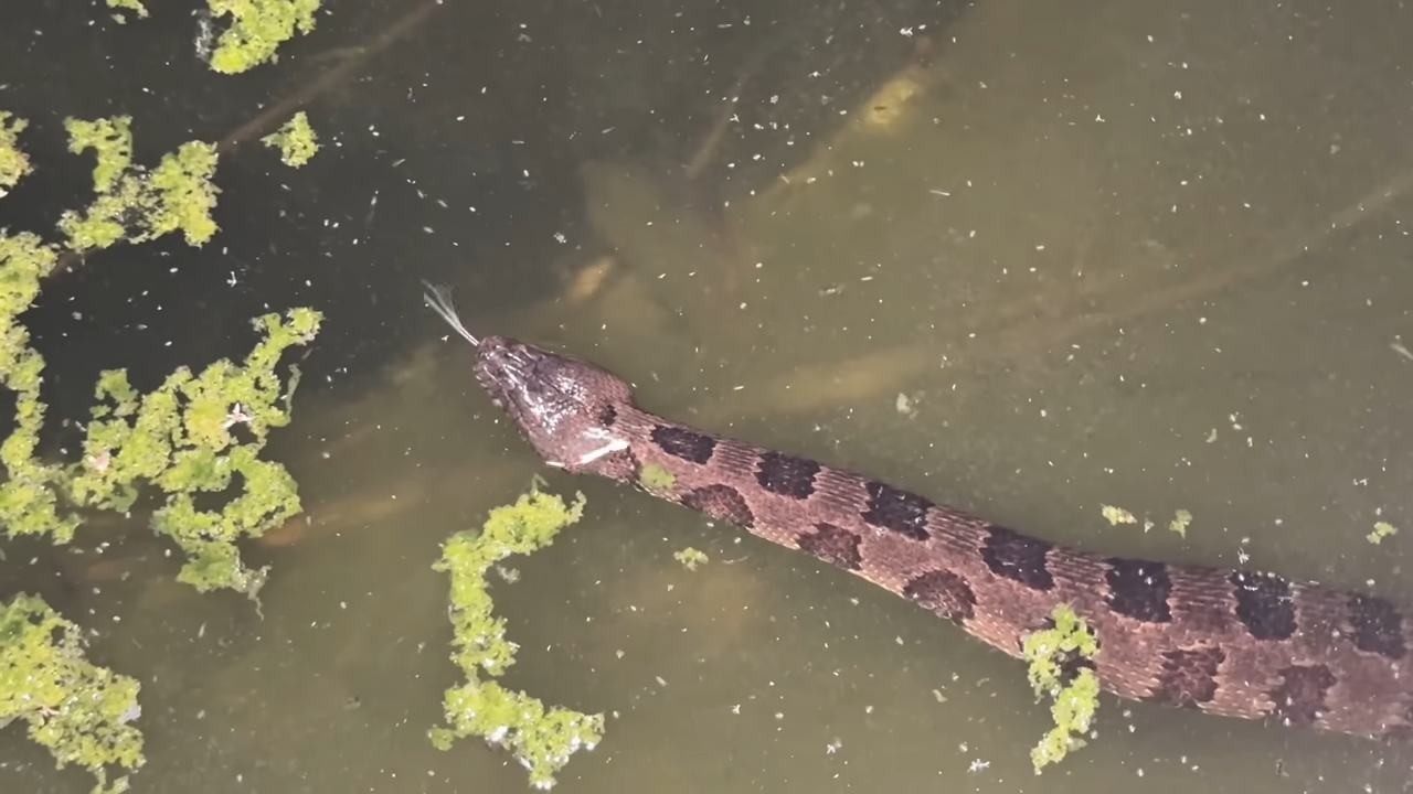 We found an electric dolphin in a pool full of snakes