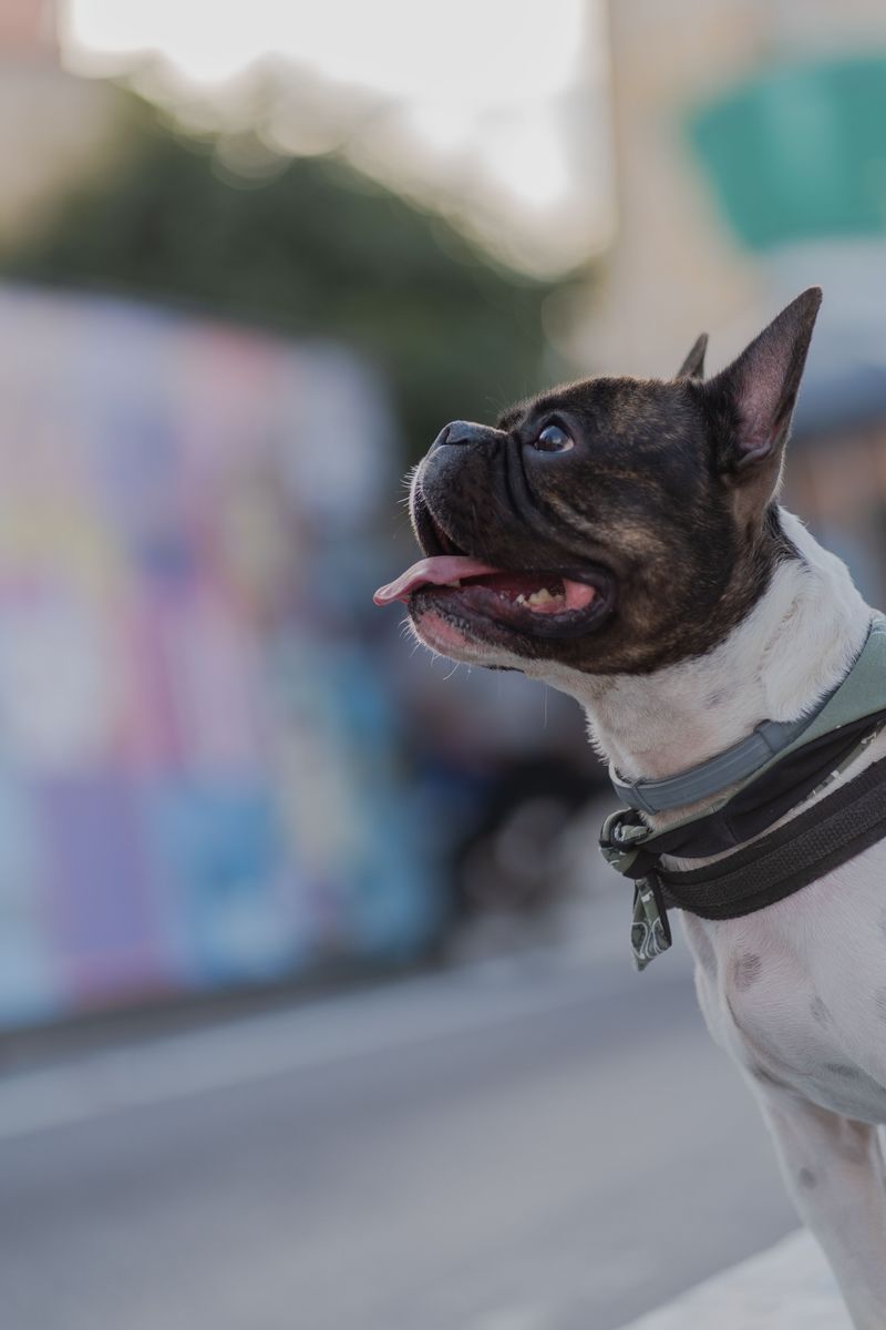 10 dogs whose looks and expressions make them social media favorites