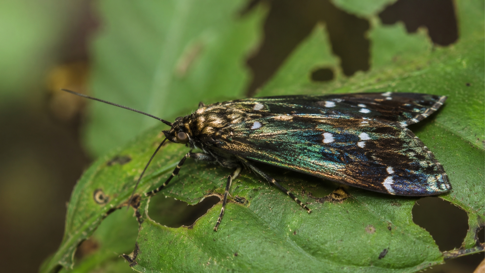 A new forester moth in India shows why small species matter in big reserves