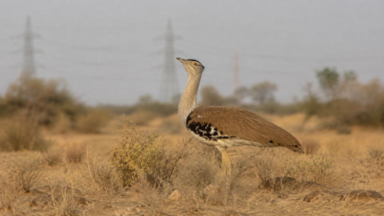 Three great Indian bustard chicks bring new hope to a critically ...