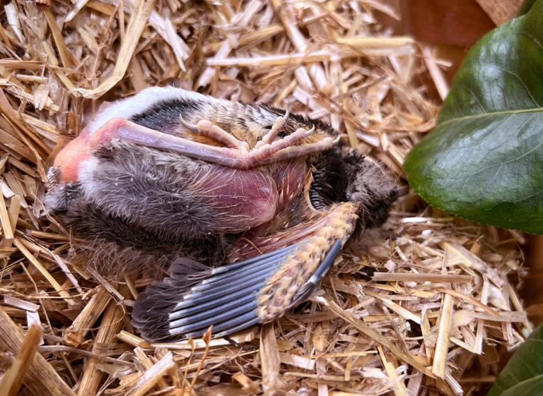 How a peach basket became a home for a baby robin in Murfreesboro