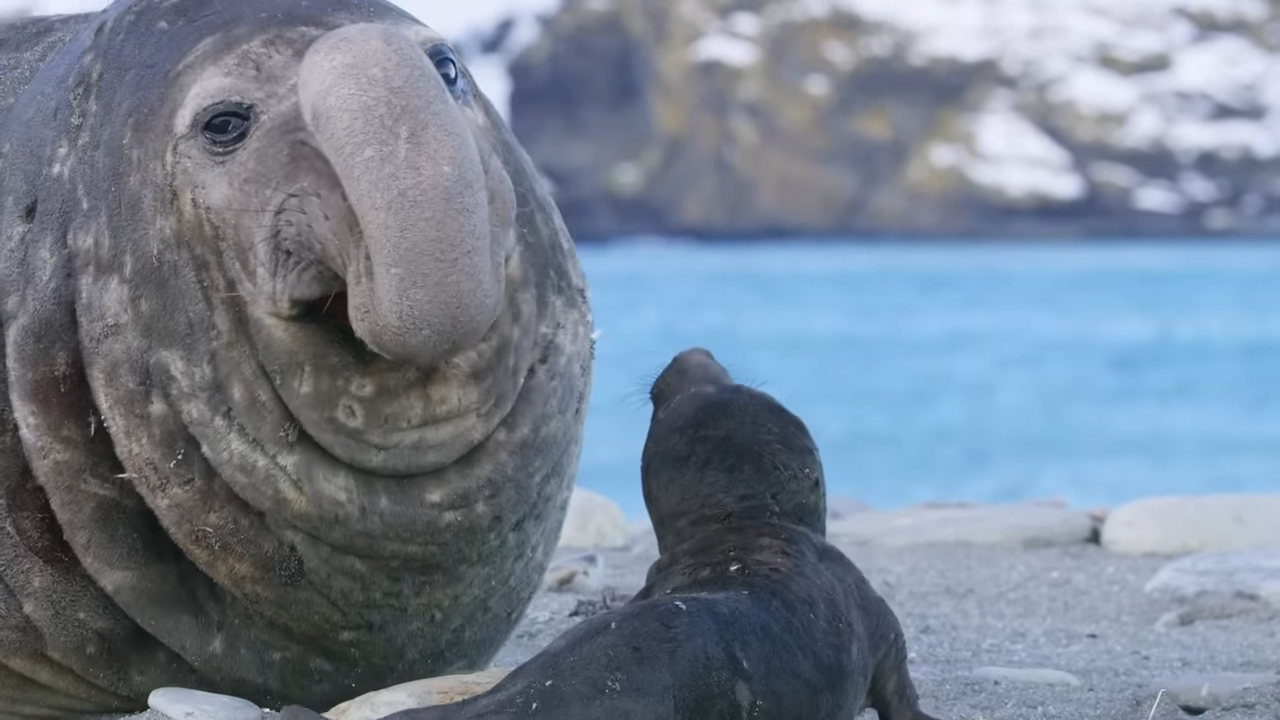 Watch 4-ton elephant seals attack each other – and it gets violent