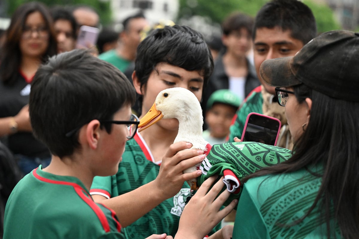 Merlin the duck achieves viral fame as Mexico's World Cup ambassador