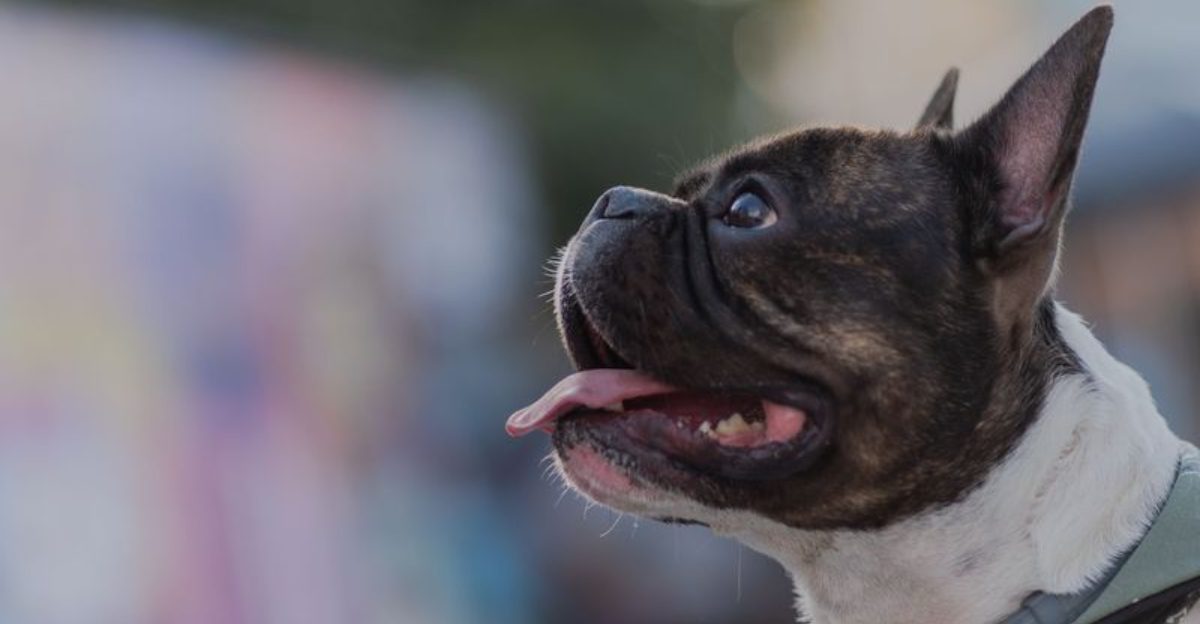 10 dogs whose looks and expressions make them social media favorites